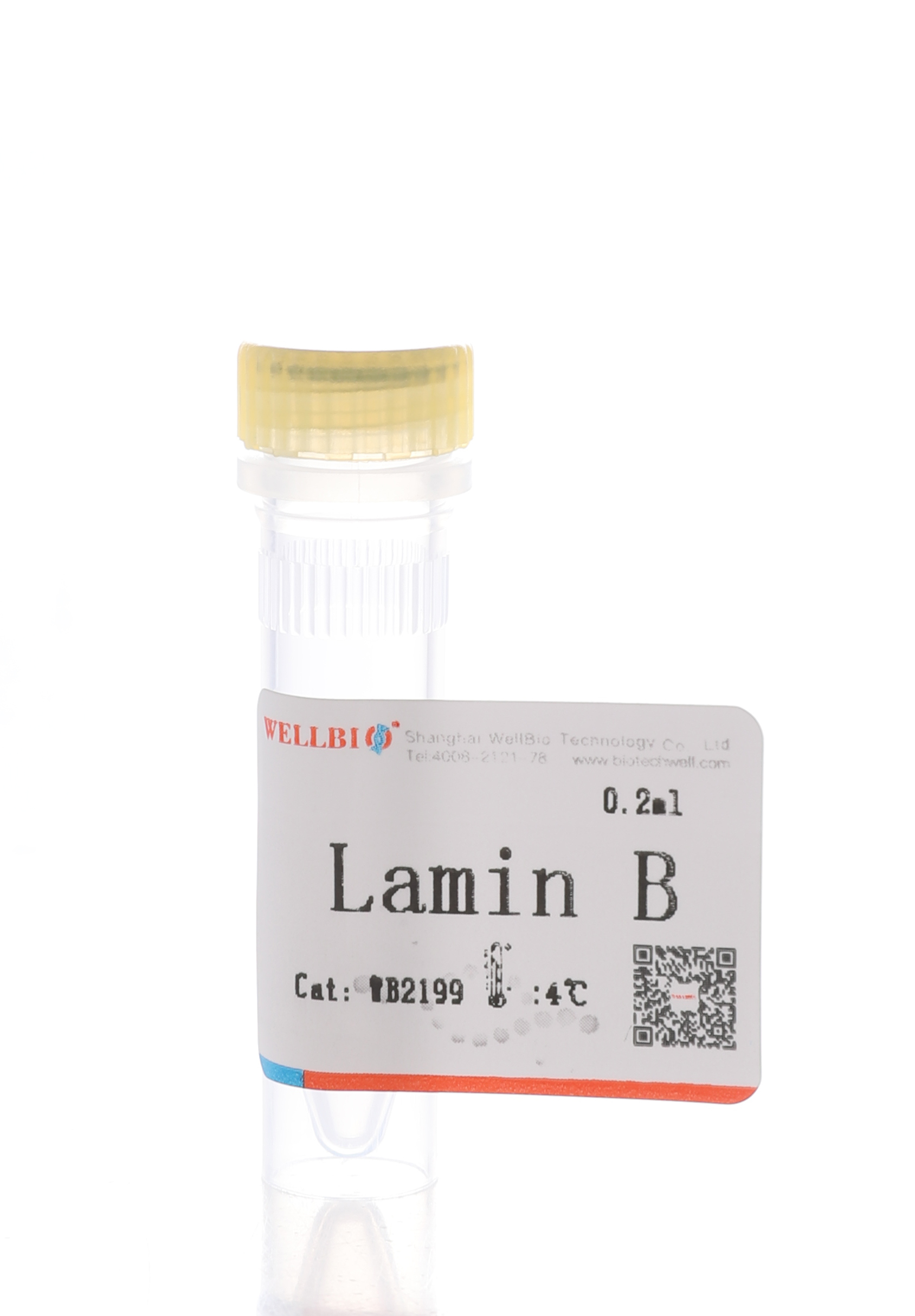 Lamin B 抗体(核蛋白内参)_威奥生物